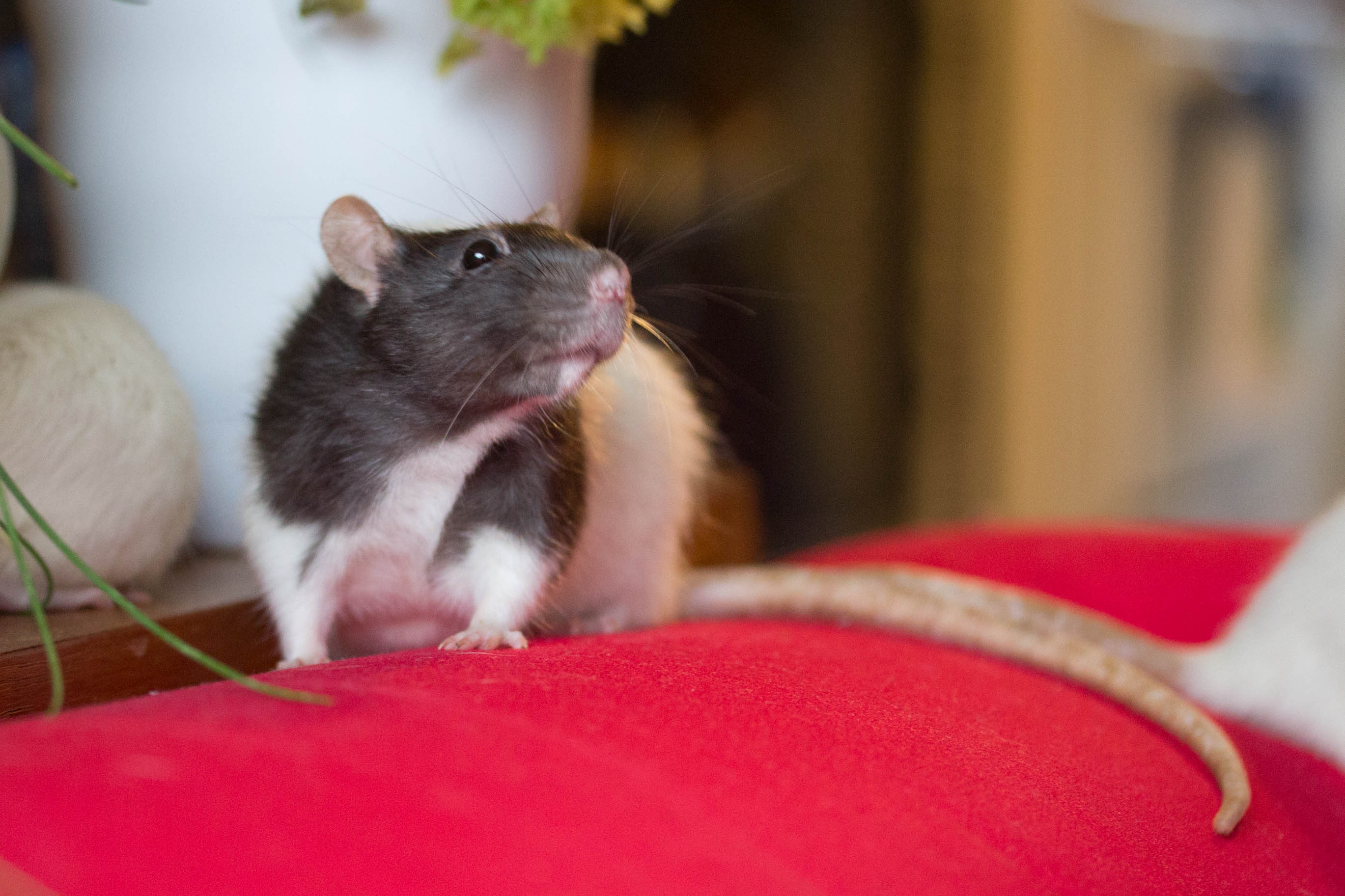 Foster - Ottawa Pet Rat Rescue