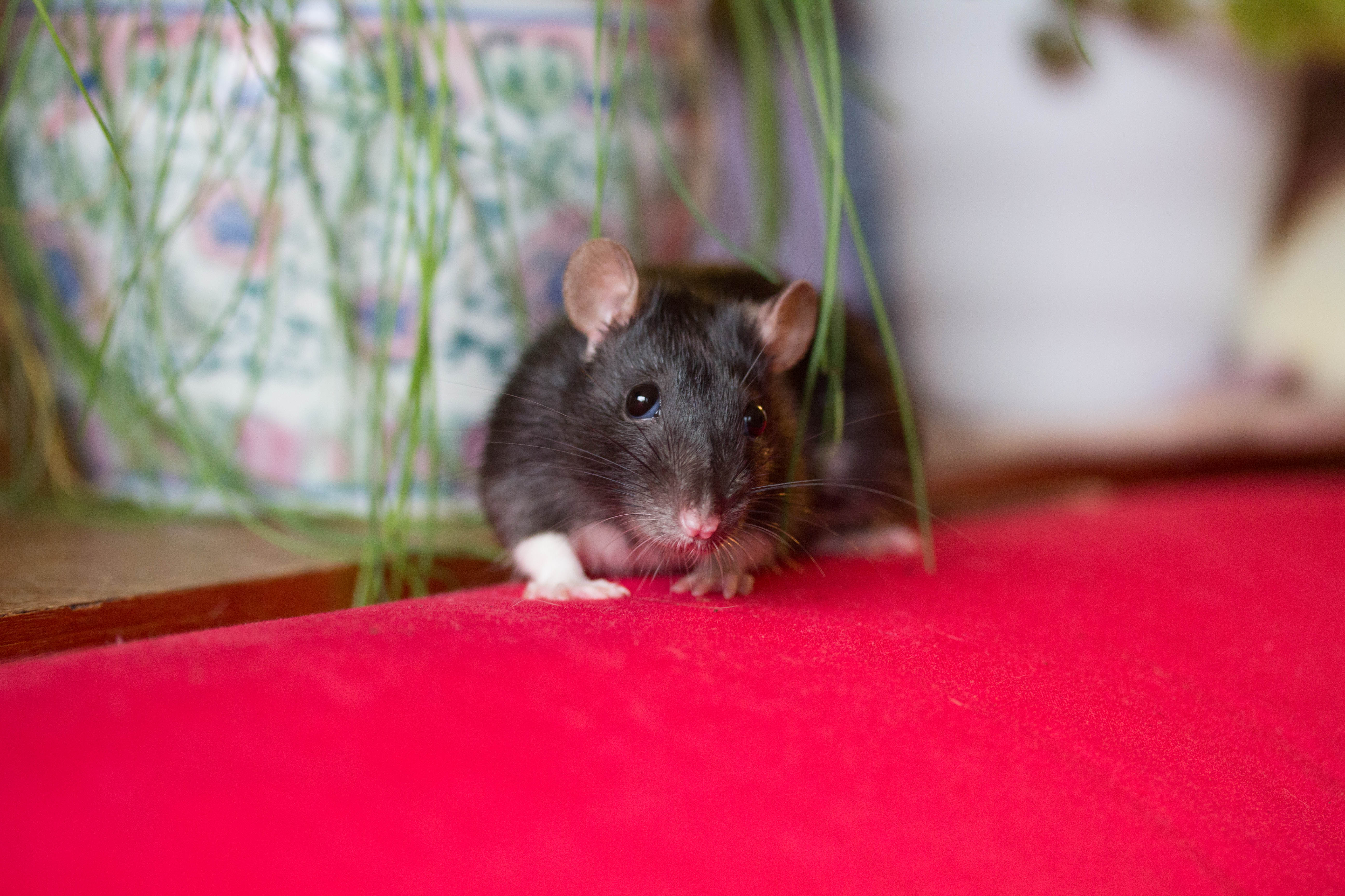Additional Resources - Ottawa Pet Rat Rescue