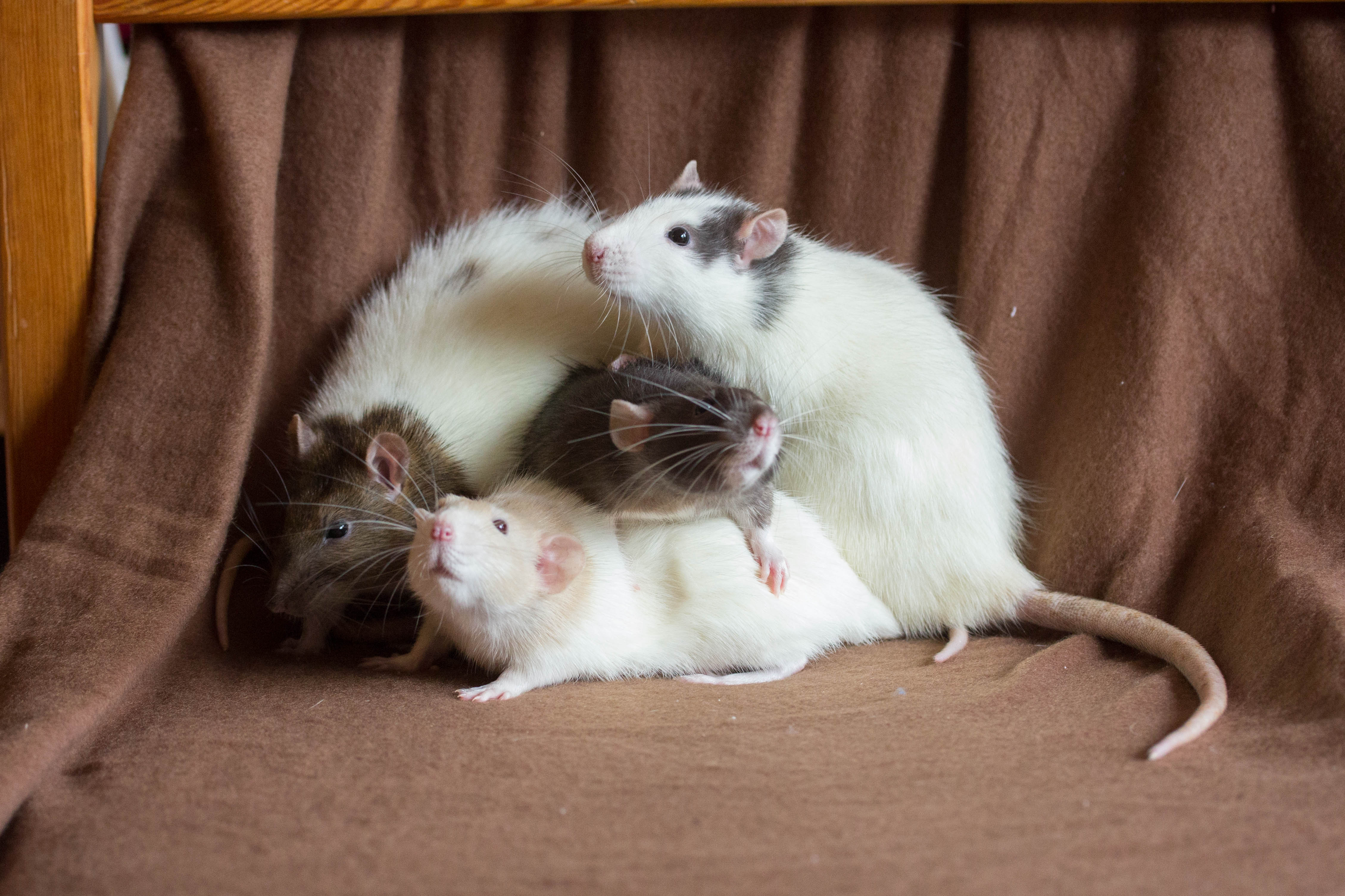 About Us - Ottawa Pet Rat Rescue