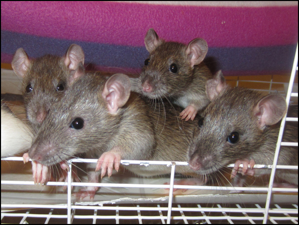 Karissa's Girls - Ottawa Pet Rat Rescue