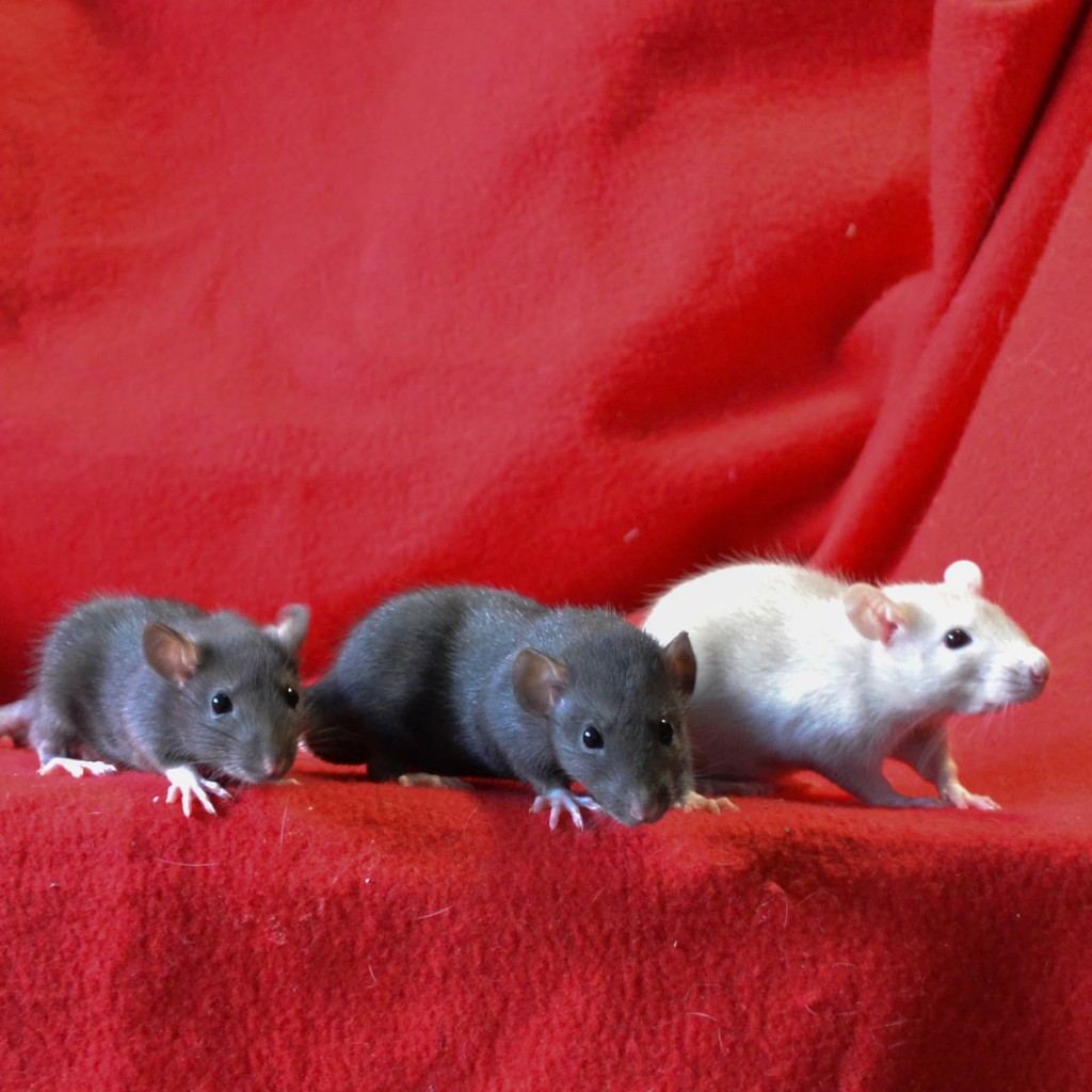 Ottawa Pet Rat Rescue - Rescuing, rehabilitating, and re-homing pet ...