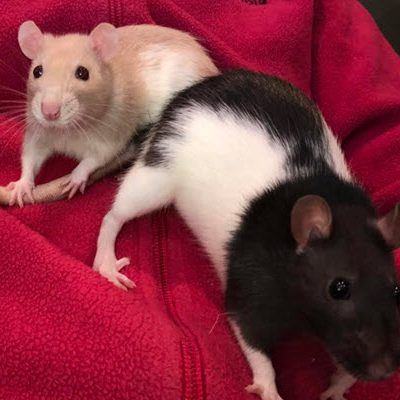 Ottawa Pet Rat Rescue - Rescuing, rehabilitating, and re-homing pet ...