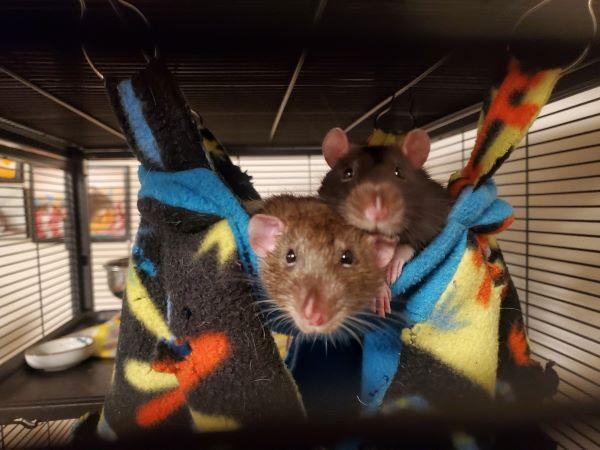 Luca (neutered) & Dusty - Ottawa Pet Rat Rescue