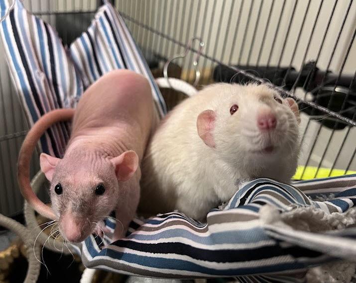 Titi & Tata - Ottawa Pet Rat Rescue