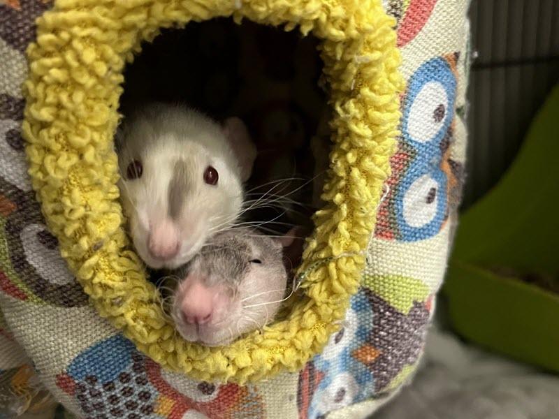 Titi & Tata - Ottawa Pet Rat Rescue