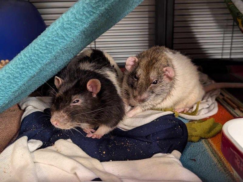 Mani & Monsieur - Ottawa Pet Rat Rescue