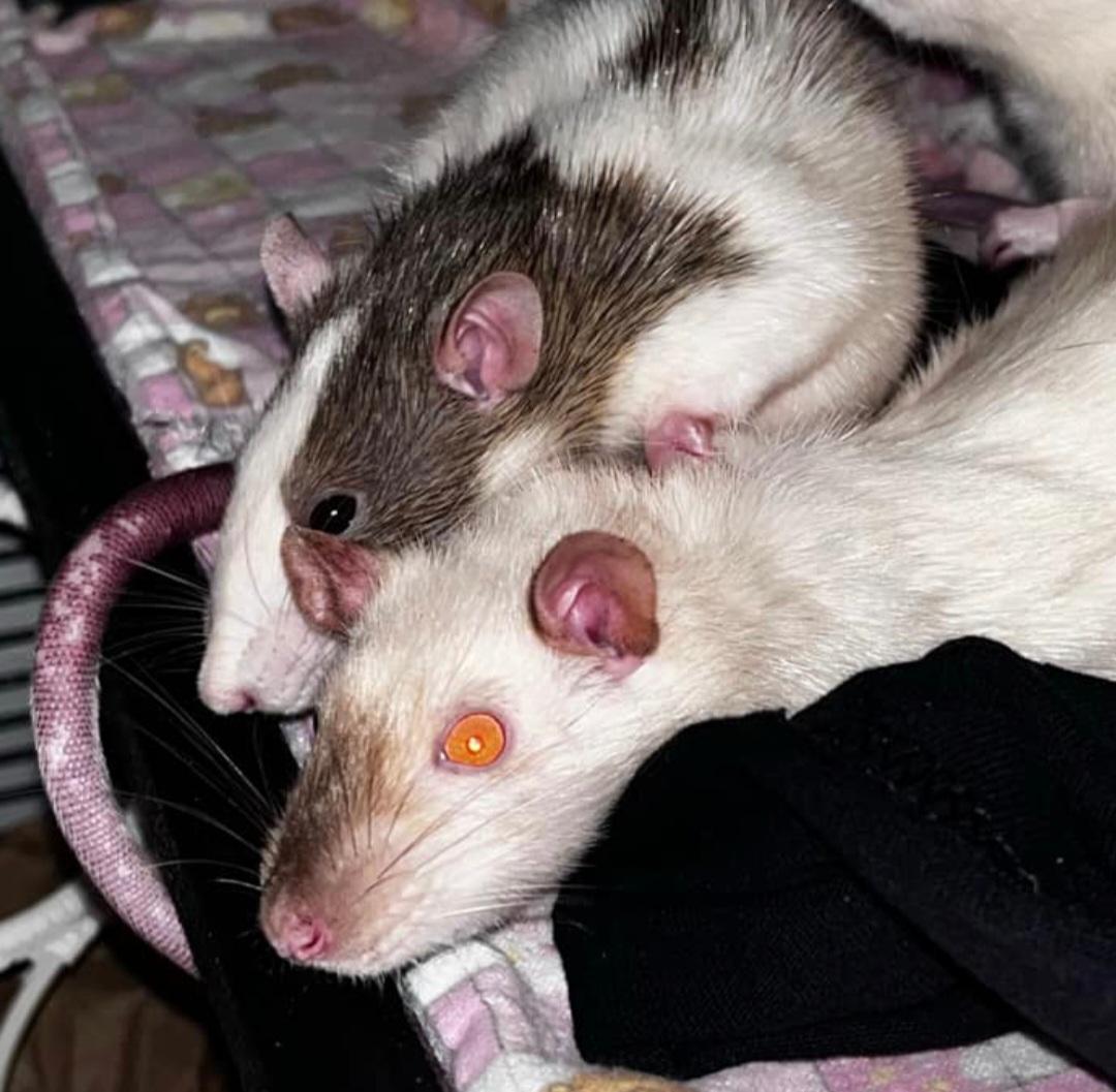 Ladle & Whisk - Ottawa Pet Rat Rescue