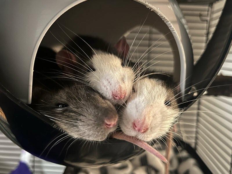 Woody, Buzz and Slinky - Ottawa Pet Rat Rescue